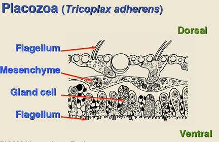 Untitled Page [bioclass.cos.ncsu.edu]